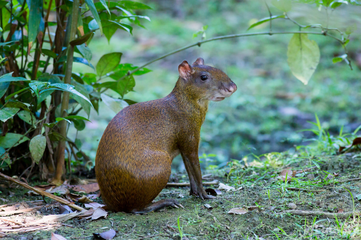 Die Rundreise zu Regenwald-Schutzgebieten in Costa Rica startet in ...