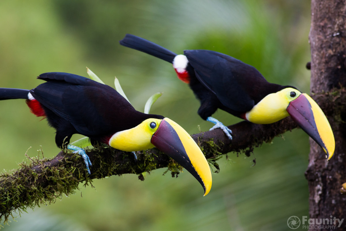 Im Reich der Tukane und Arassaris im Norden Costa Ricas – Faunity ...